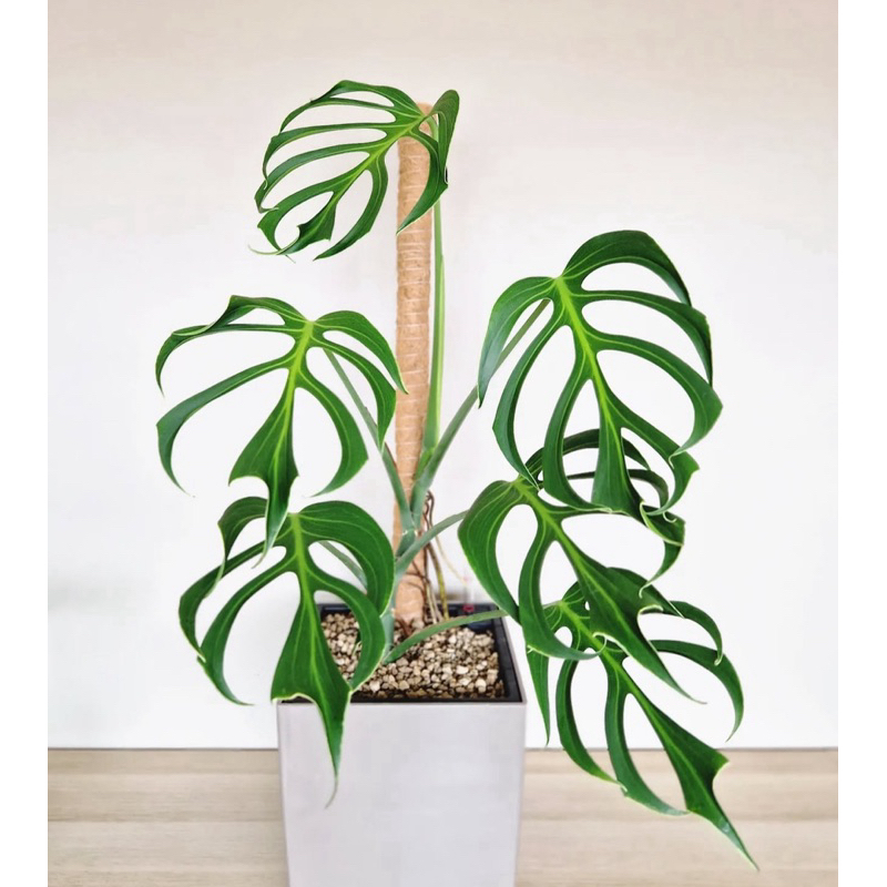 Monstera Burle Marx Flame | Shopee Malaysia