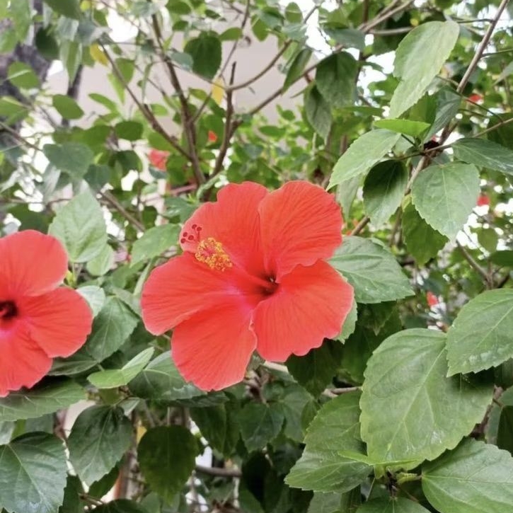 KERATAN POKOK BUNGA RAYA MERAH(1KERATAN) | Shopee Malaysia