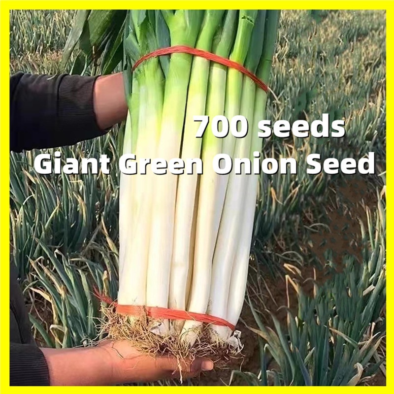 Giant Green Onion Seeds 700 Seeds High Germination Spring Onion Seeds ...