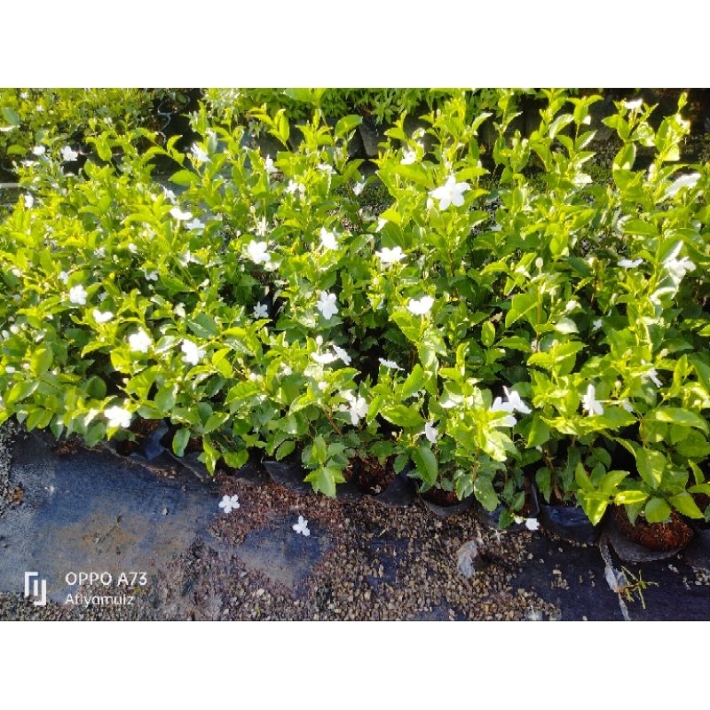 POKOK BUNGA JASMINE THAILAND | Shopee Malaysia