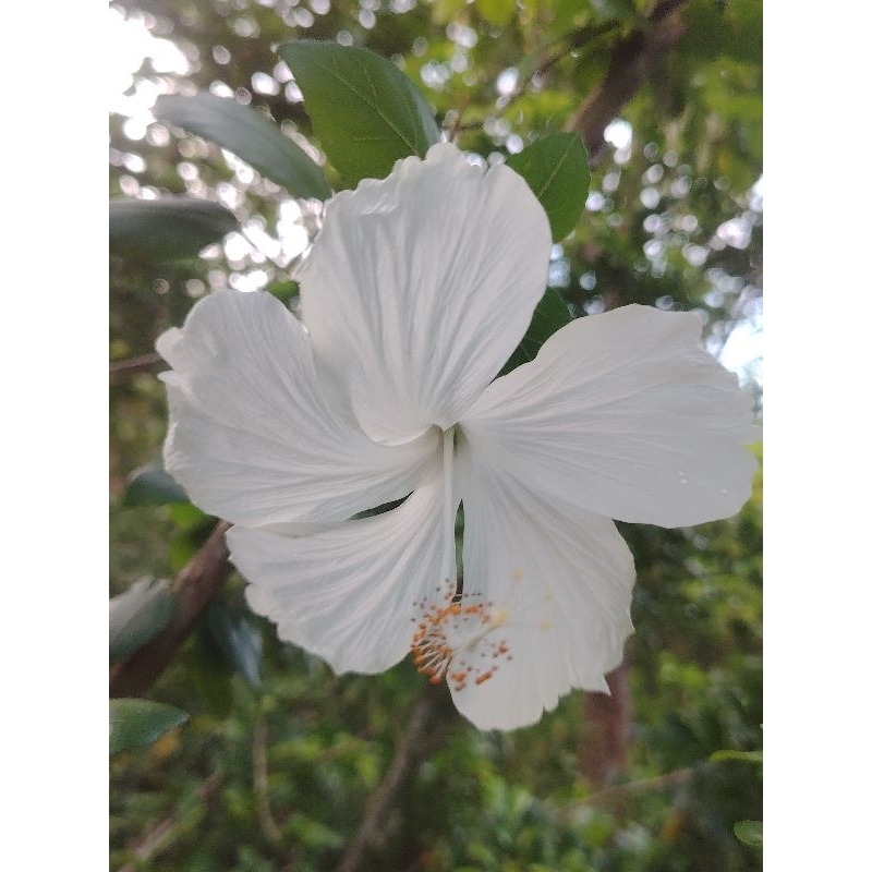 Bunga Raya Putih Kg ( 6 keratan ) | Shopee Malaysia
