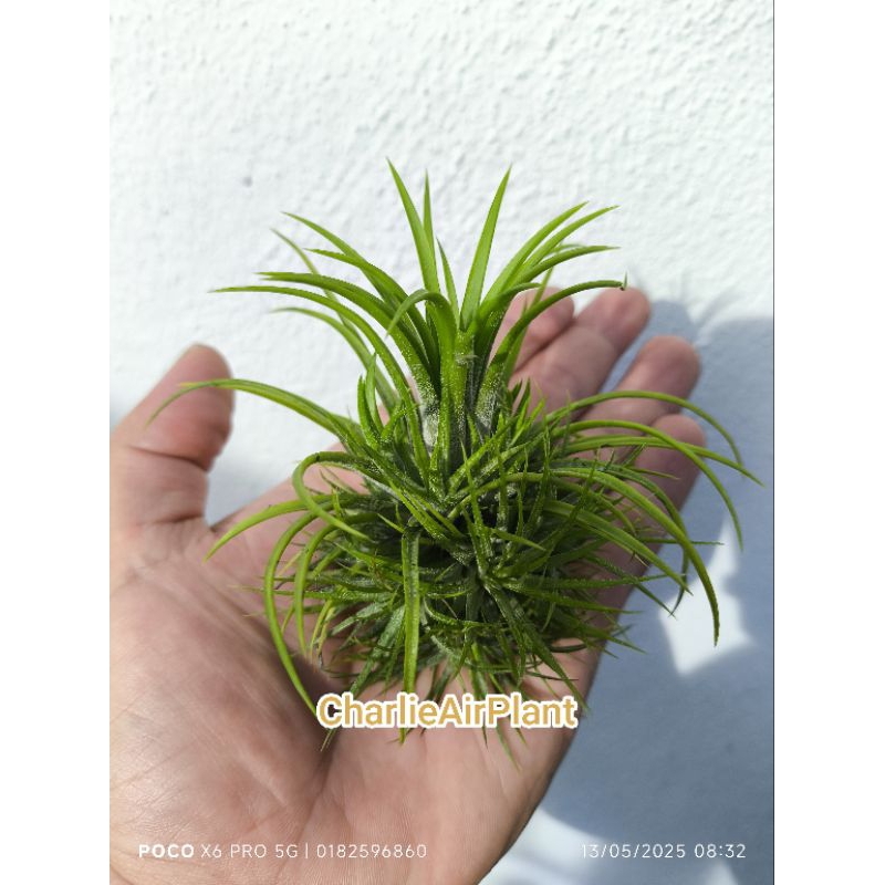 Tillandsia Ionantha Snow Flake (clump) | Shopee Malaysia