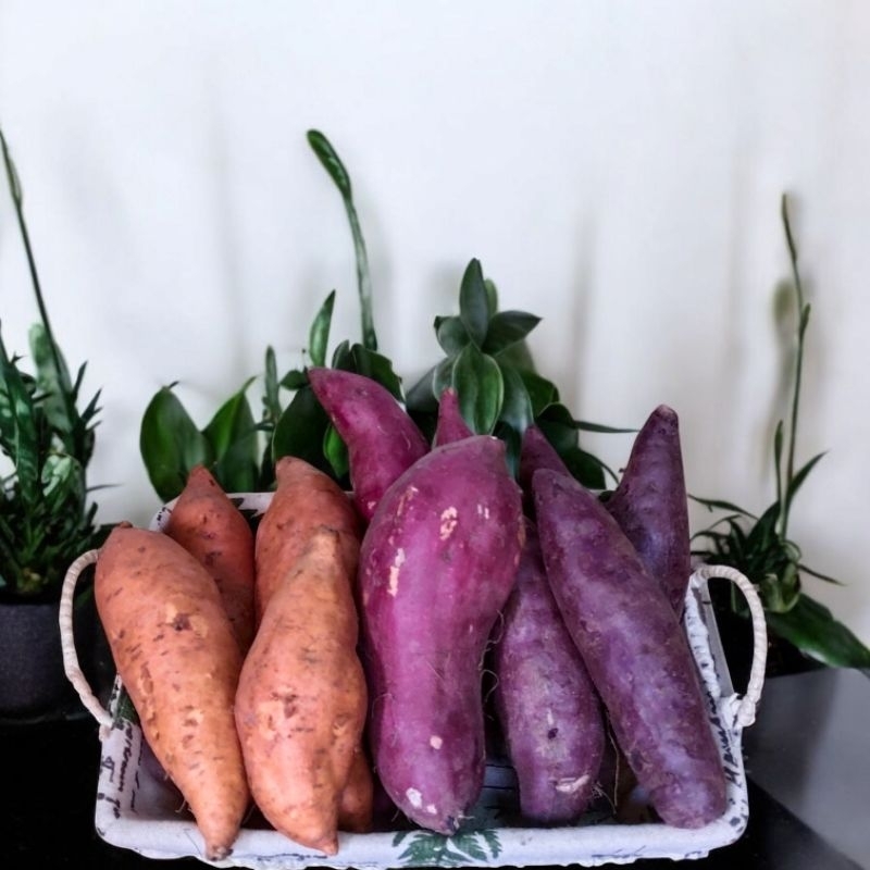 UBI KELEDEK MADU [KUNING | UNGU | OREN] CAMERON HIGHLANDS / SWEET ...