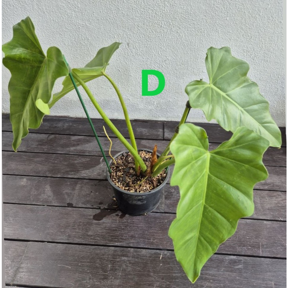 Philodendron Subincisum - Aroid Live Indoor Plant Pokok Tanaman Hiasan ...