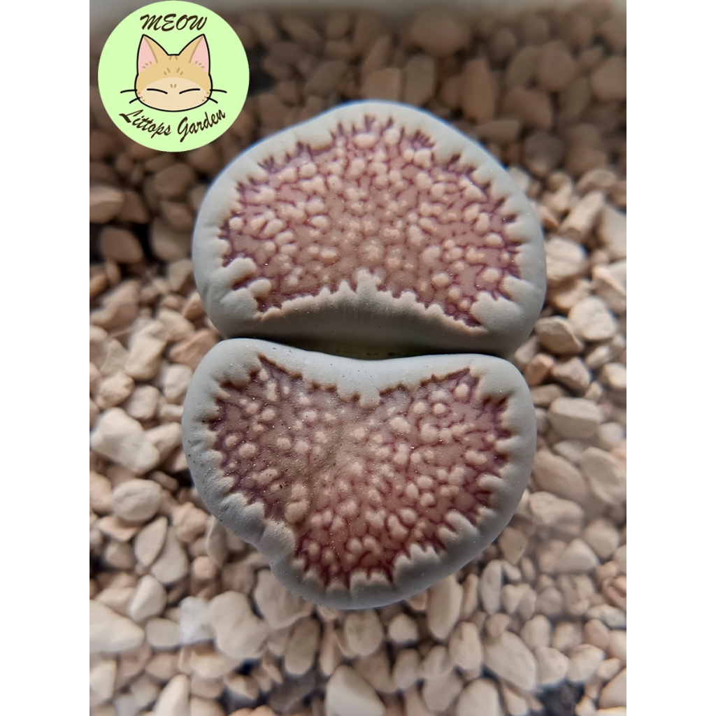 NEW!!/Ready Stock Lithops/BIG L. Hallii/巴里玉 (3.8cm) | Shopee Malaysia