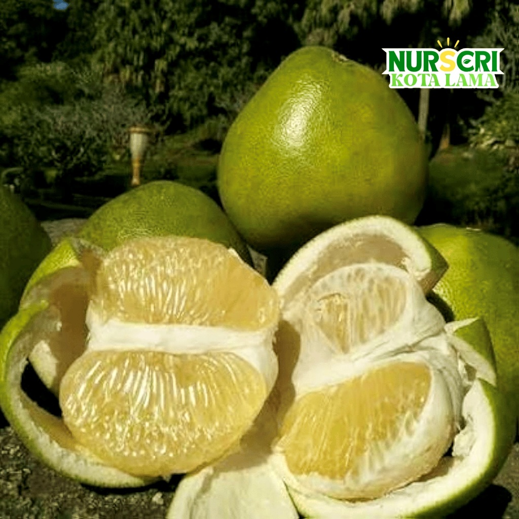 🔥HYBRID🔥 POKOK LIMAU BALI PUTIH TAMBUN / Tambun Pomelo Tree / Shaddock ...