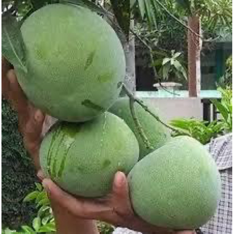 1biji buah mangga epal besar mangga epal king manga kelapa | Shopee ...