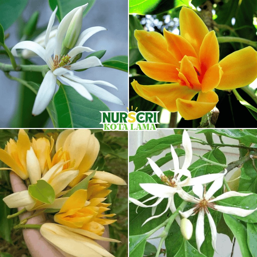🔥WANGI🔥 POKOK BUNGA CEMPAKA KUNING DAN PUTIH / Yellow White Chempaka ...