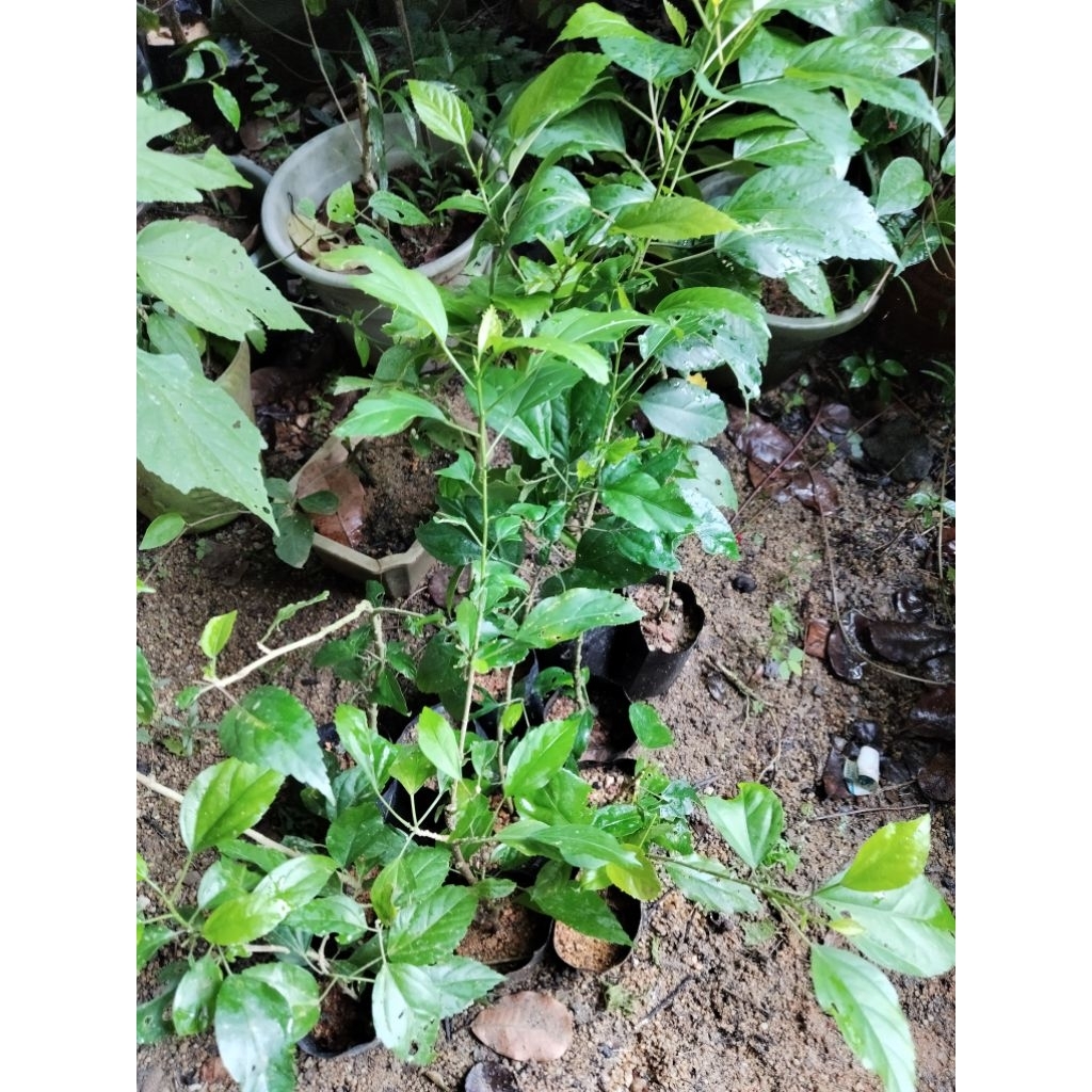 anak pokok bunga raya kampung ( random) | Shopee Malaysia