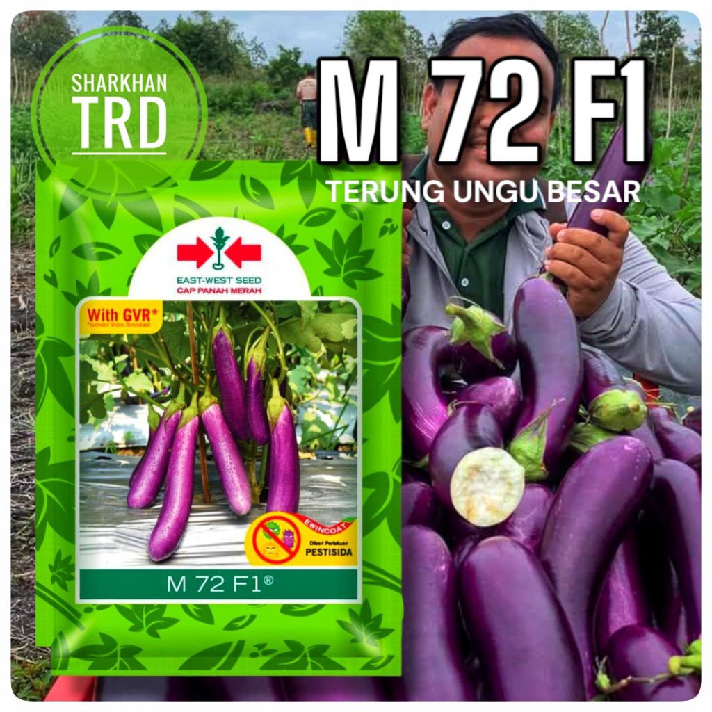 NEW🔥 Paket 1100 Biji/Seeds M 72 F1 Panah Merah Biji Benih Terung Besar ...