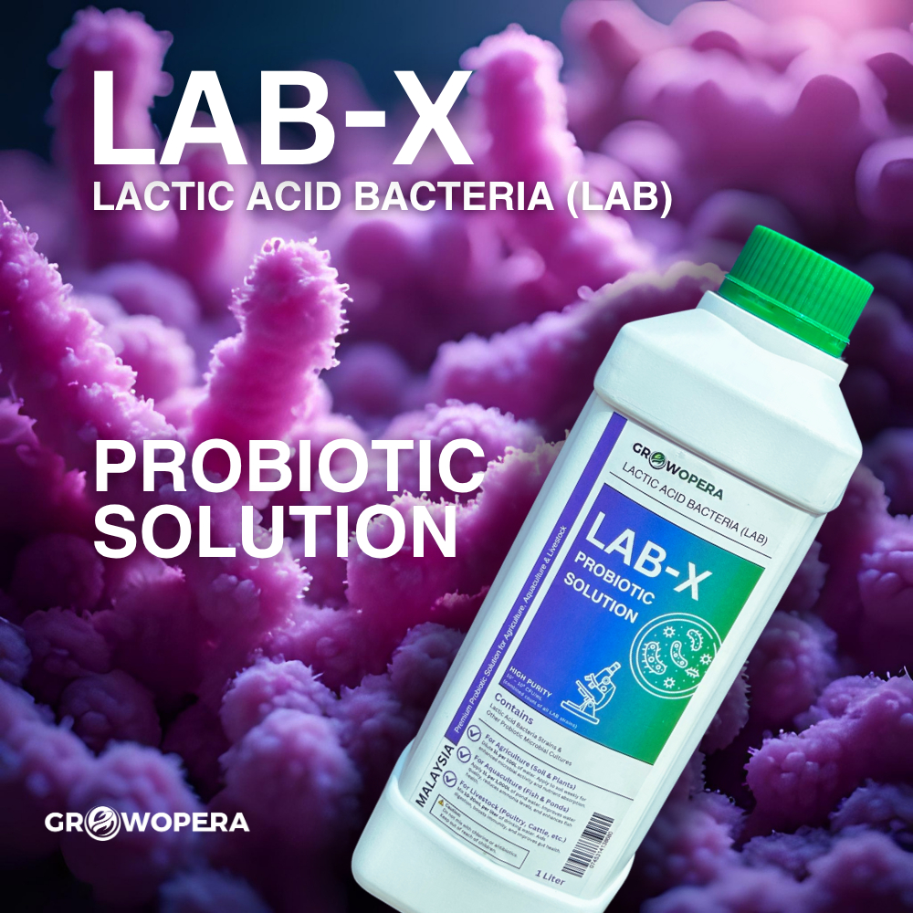 LAB-X Probiotic Solution Lactic Acid Bacteria 1 Liter for Agriculture ...