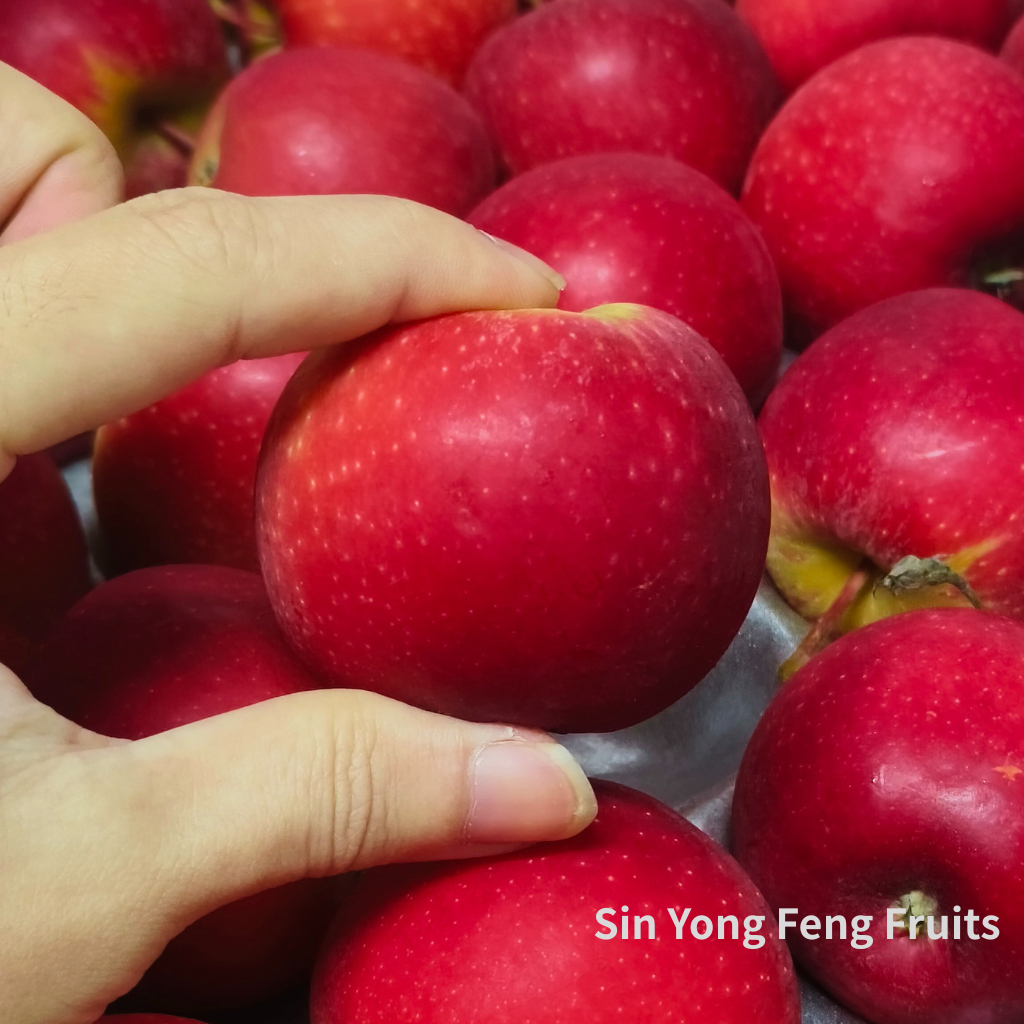 🍎【Fresh Red Gala Apple | Epal Gala Merah Rangup | 红嘎啦苹果】🍎 (10~20 Pcs ...