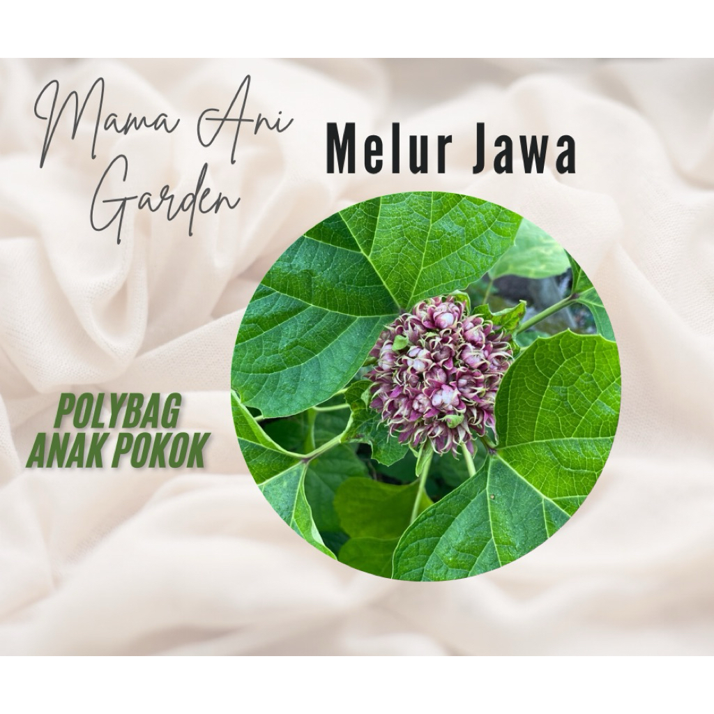 (Min. Order 2 Pokok Boleh mix pokok lain)(Polybag) Anak Pokok Melur ...