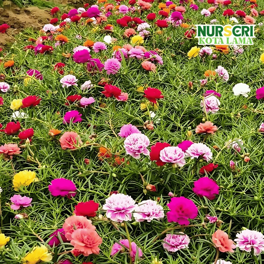 🔥OUTDOOR🔥 BUNGA ROS JEPUN / Japanese Rose / Pukul Sepuluh / Portulaca ...