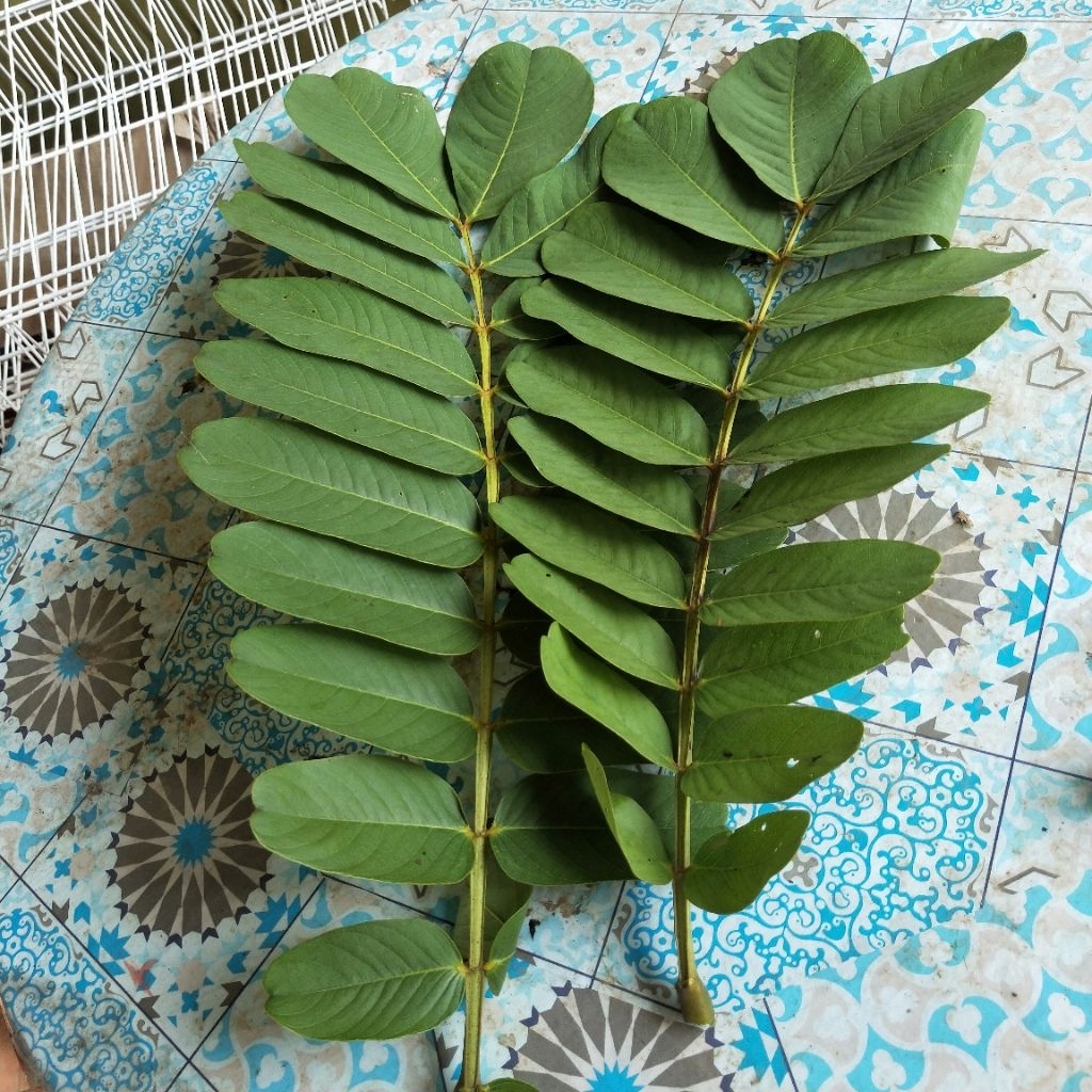 2 Tangkai Daun Gelenggang Untuk Masalah Kulit | Shopee Malaysia