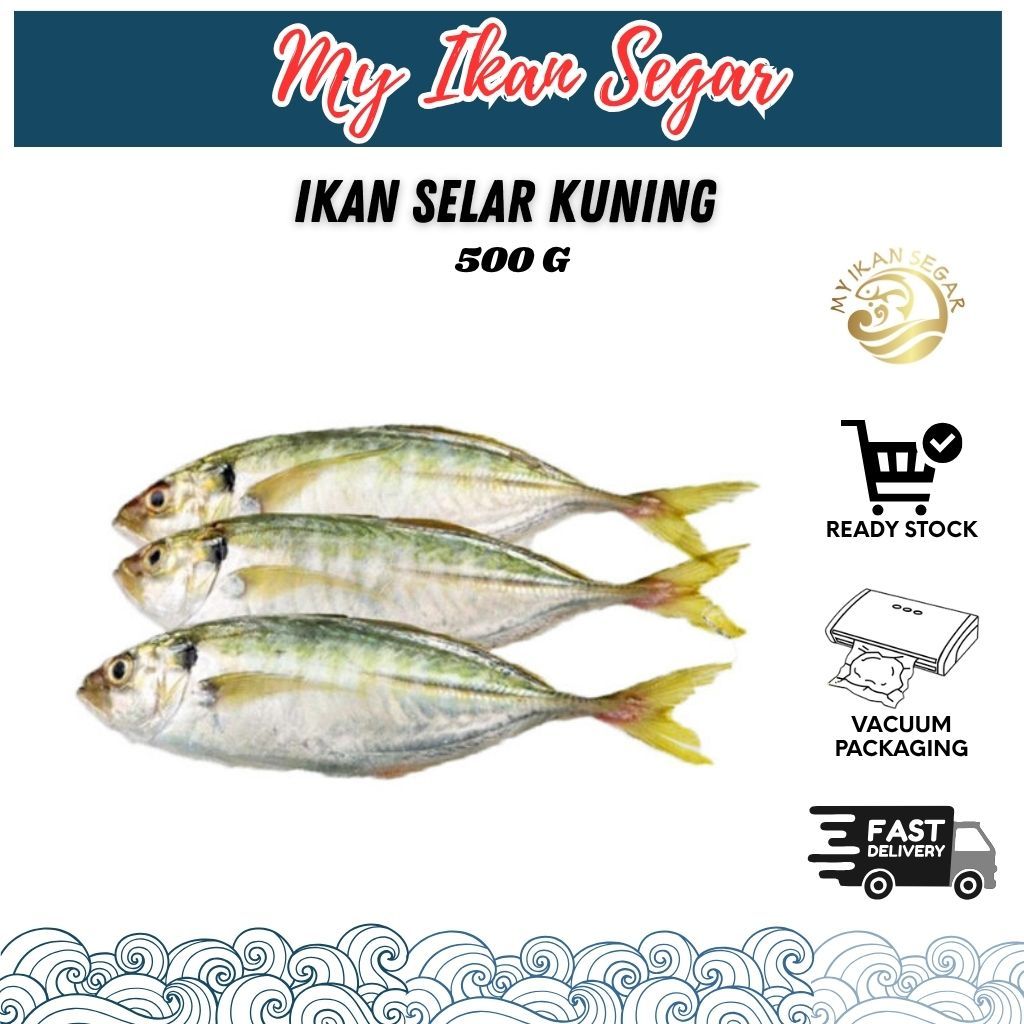 IKAN SELAR KUNING 500g 黄带鲹 黄尾鱼 色拉鱼 Yellowstripe Scad Yellow-banded Scad ...