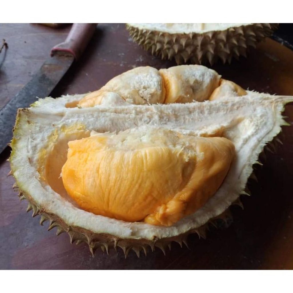Anak Pokok Durian Merbau(Pokok Kawin) | Shopee Malaysia