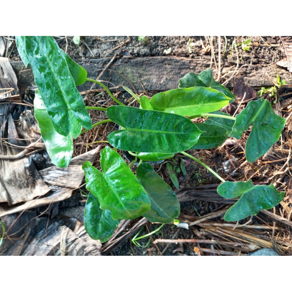 anak pokok keladi tikus, Typhonium flagelliforme besar | Shopee Malaysia