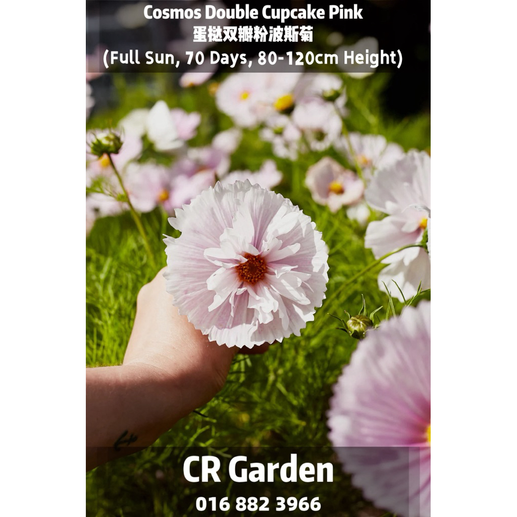 Cosmos Double Cupcake Pink 5 Seeds 蛋挞双瓣粉波斯菊5粒 (Full Sun, 70 Days, 80 ...