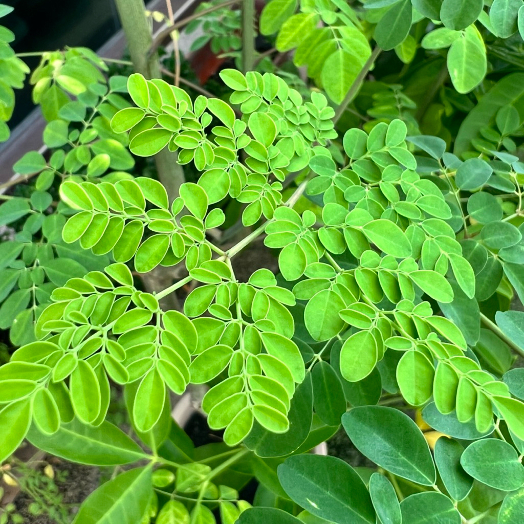 Anak Pokok Moringa / Kelor Hidup – Daun Superfood & Pokok Ajaib – Live ...