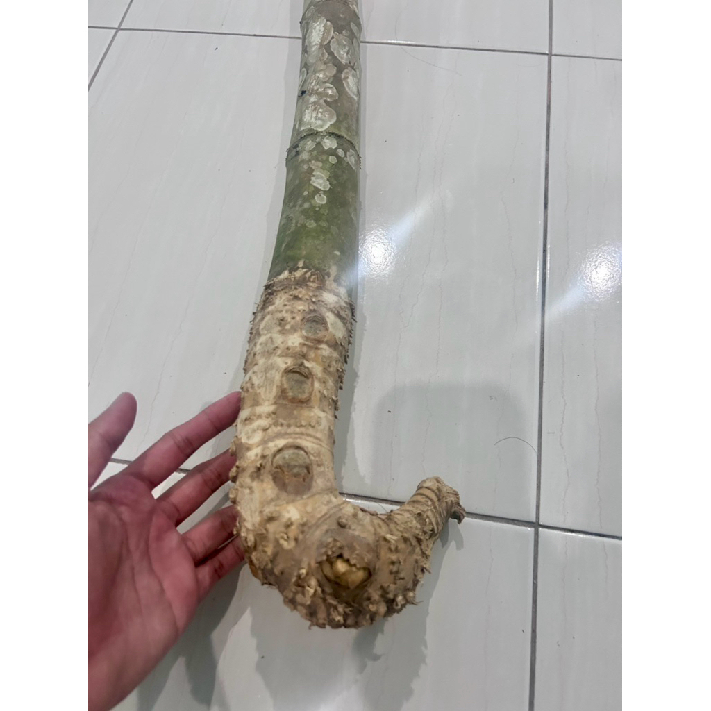 Kayu Buluh Tumpat Padu Rare Asli Last Unit 88Cm // 33.2Inci | Shopee ...
