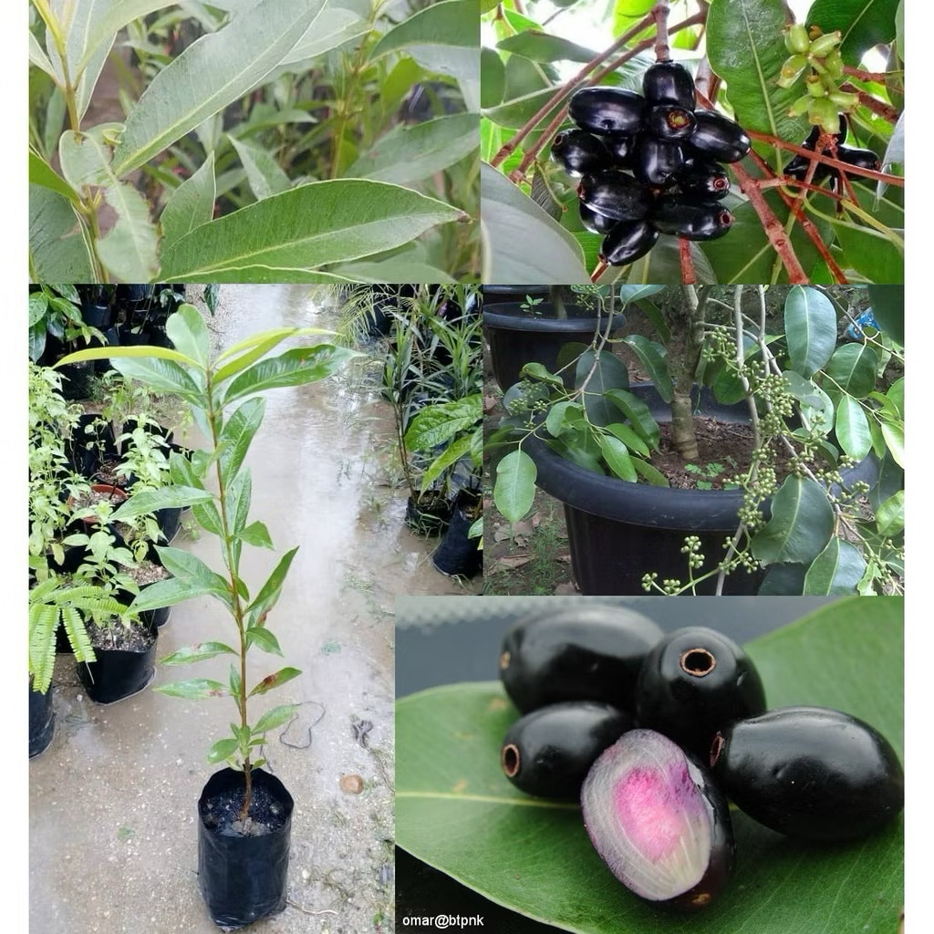 no COD🙏🙏POKOK JAMBU ARANG ATAU pokok buah kerian besar kerian BANGKOK ...