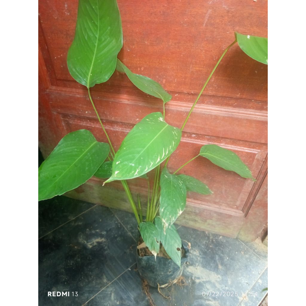 Pokok Daun Lerek / Lirek / Phrynium pubinerve | Shopee Malaysia