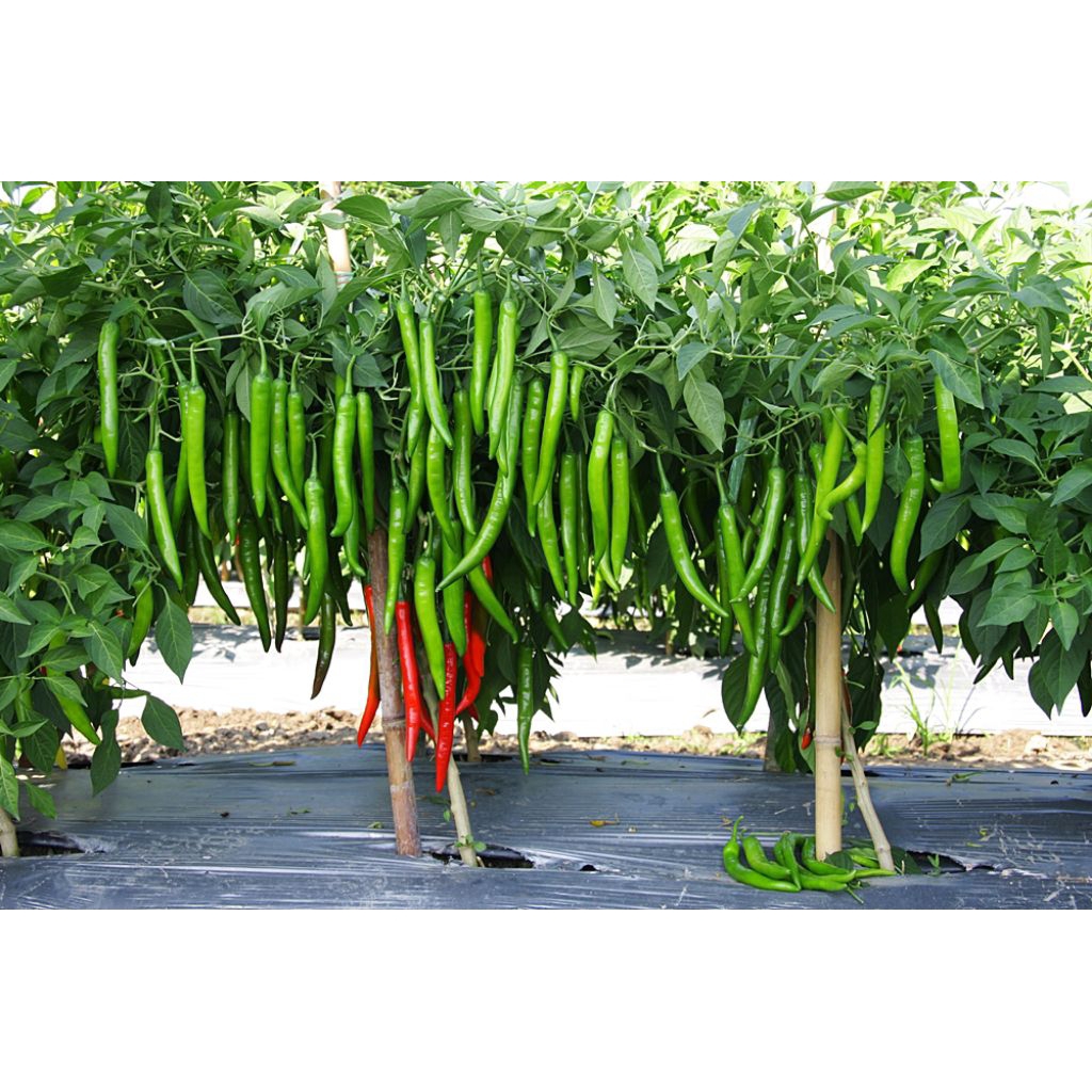 Cili Besar Panjang 18-20cm( 20 Biji Benih ) | Shopee Malaysia