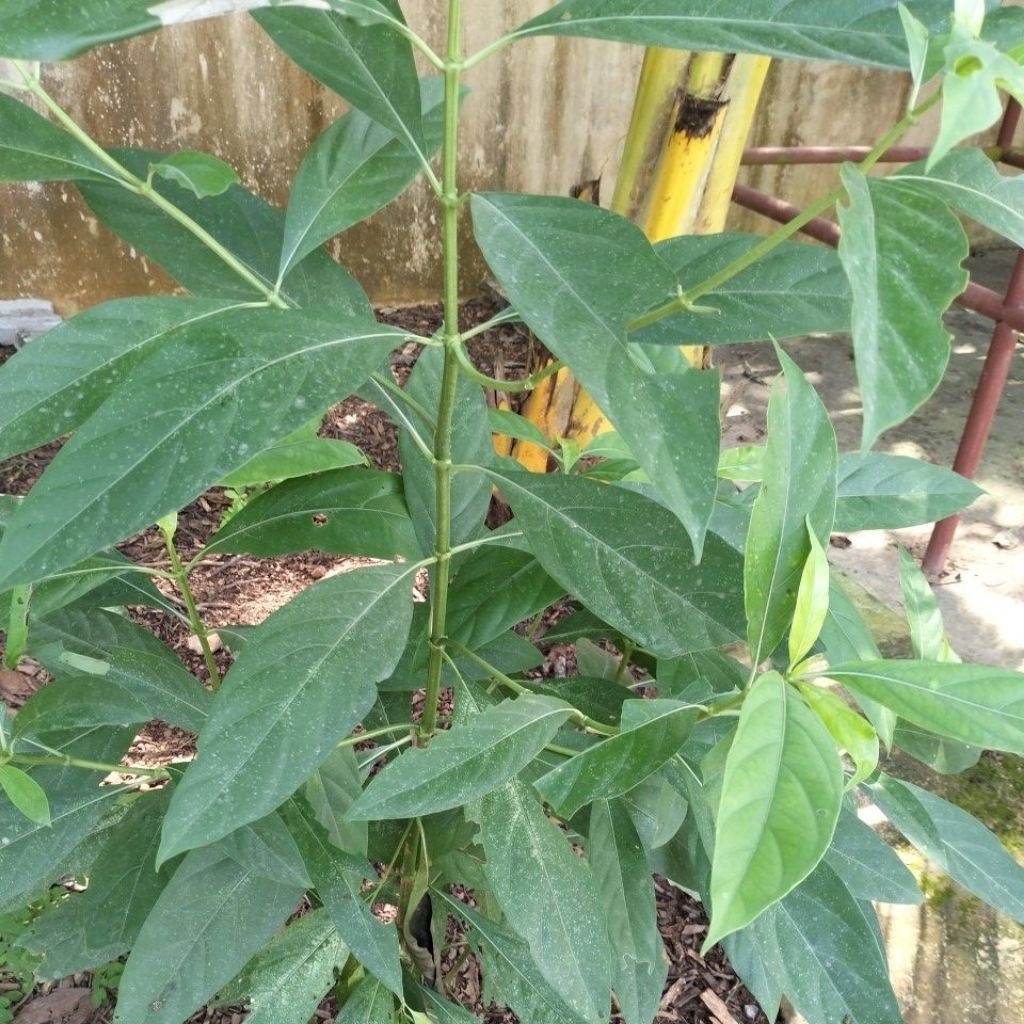 Anak Pokok Mengkudu kampung/hutan/kecil saiz S dlm polibag (terhad 2 ...