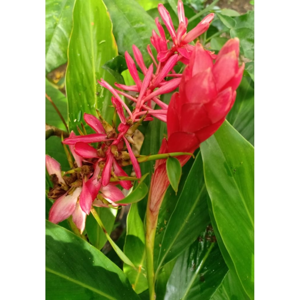 HALIA BUNGA MERAH ( BENIH ANAK POKOK ) | Shopee Malaysia