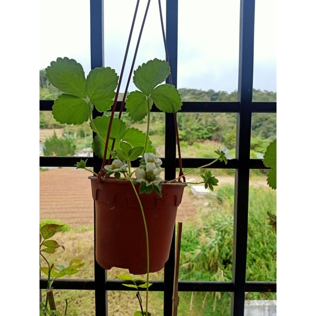 Anak Pokok strawberry (dalam pasu besar) | Shopee Malaysia