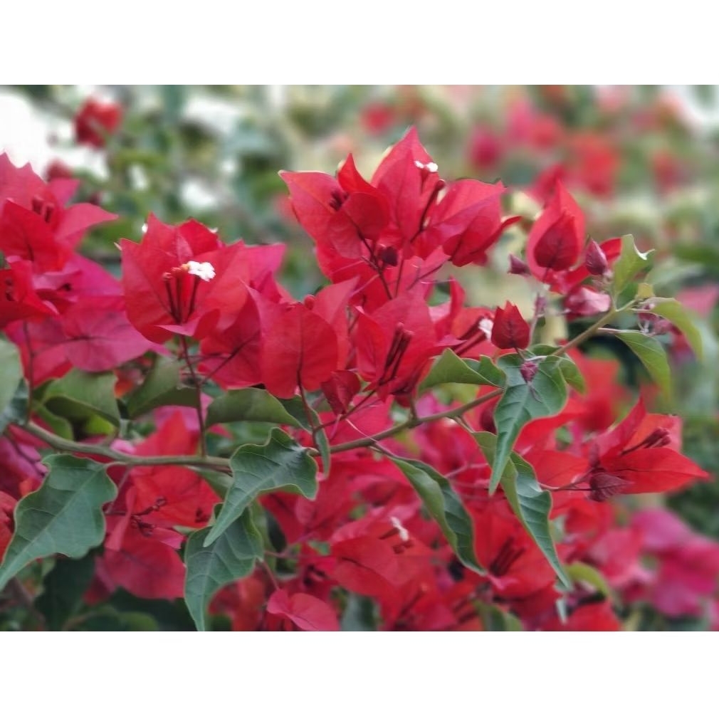 Keratan Bunga Kertas Bougainvillea Flame merah terang | Shopee Malaysia