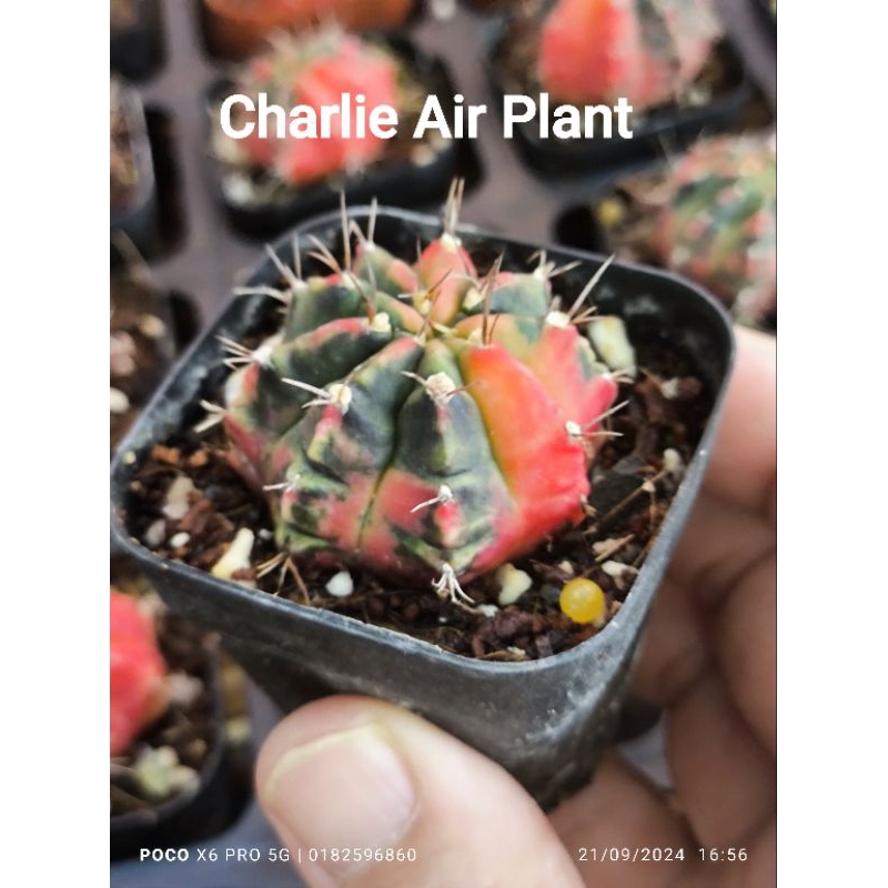 Cactus Viral Thailand Murah Gymnocalycium(HIGH GRADE) | Shopee Malaysia