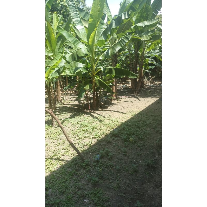 Anak Pisang nangka/Pisang kelat Siam anak pokok/anak pokok Pisang kapas ...