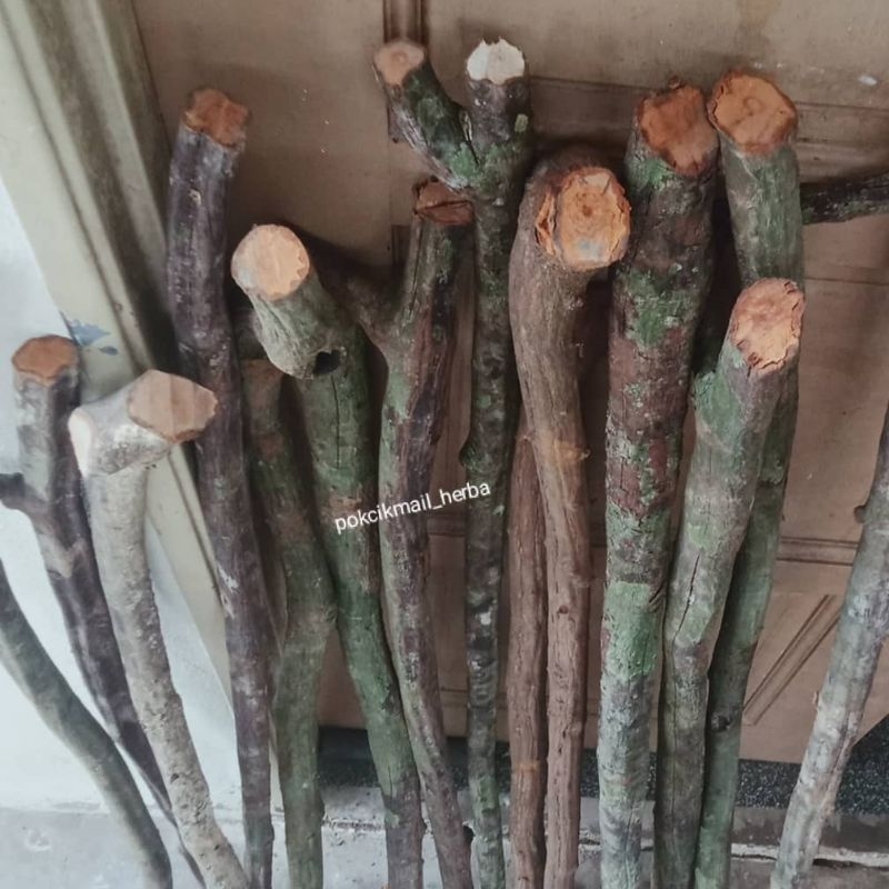 kayu/teras larak salah bintang 💯 ASLI | Shopee Malaysia