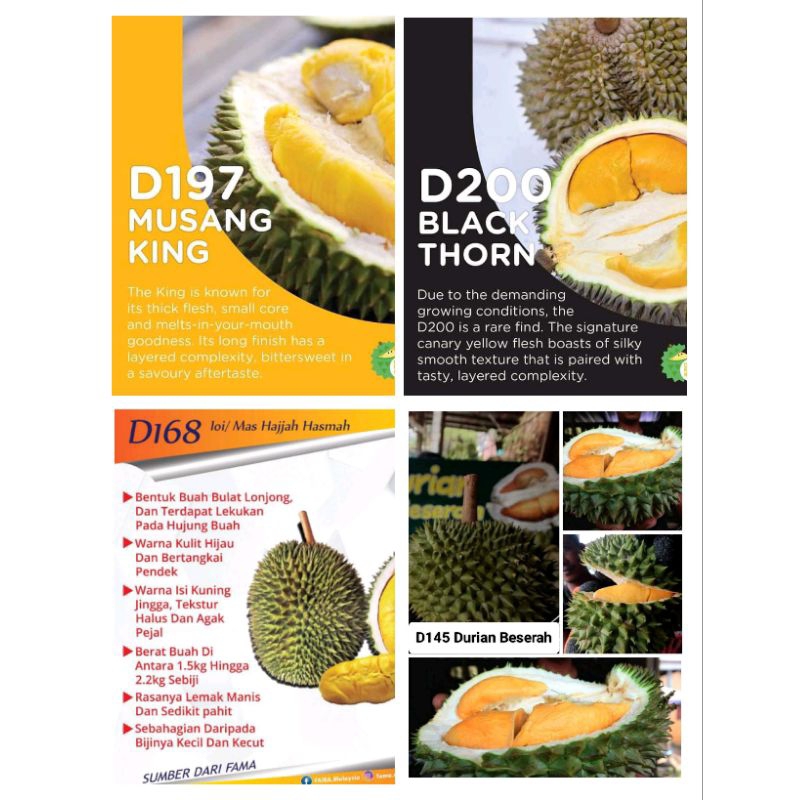 KKB Anak Pokok Durian; Beserah D145, Musang King D197, D168 IOI, D200 ...