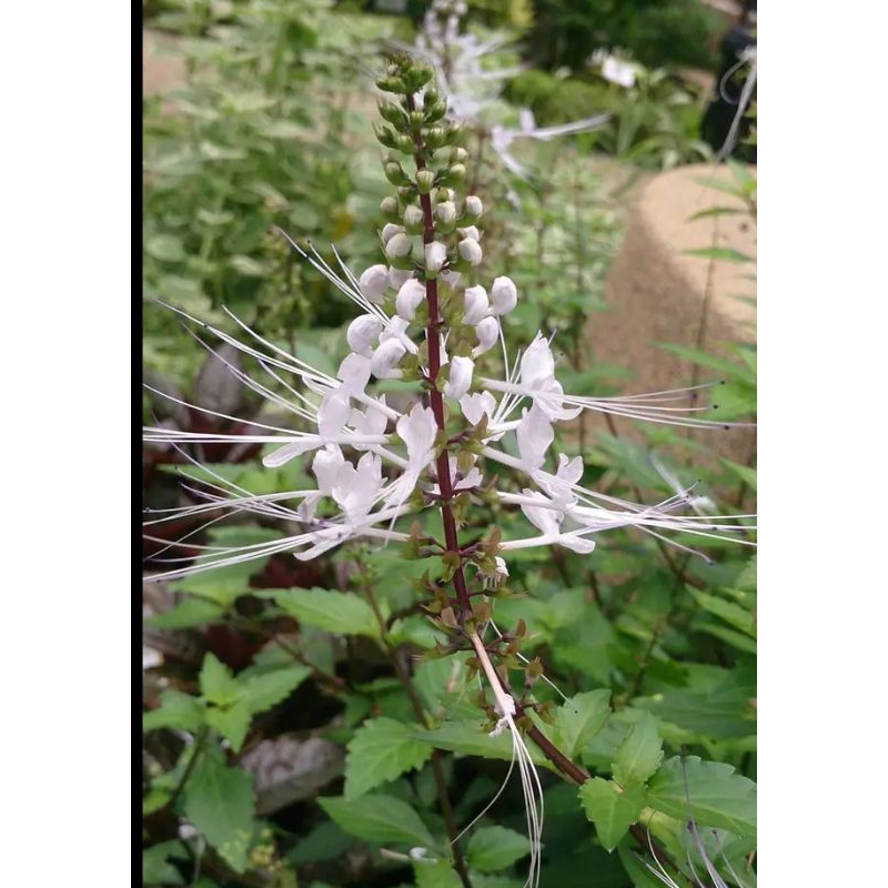 Anak Pokok Misai Kucing Putih / Orthosiphon stamineus/ Cat's Whiskers ...