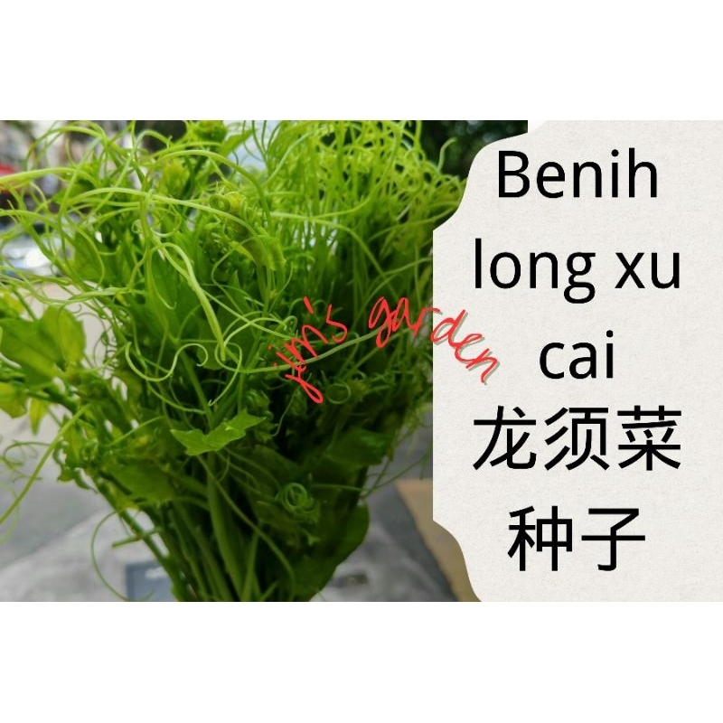 Benih long xu cai龙须菜种子(20seeds) | Shopee Malaysia