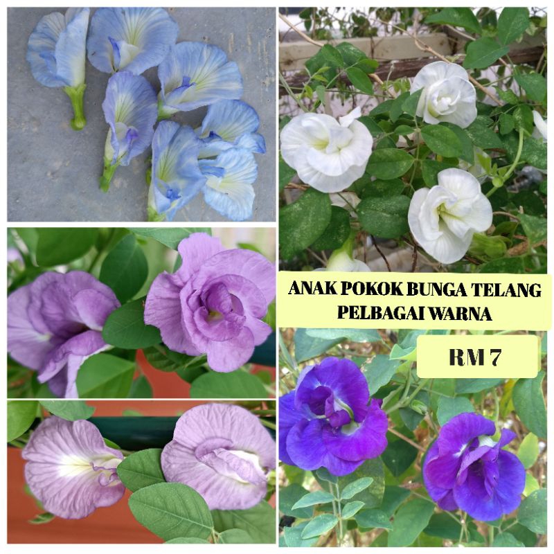 ANAK POKOK BUNGA TELANG PELBAGAI WARNA / BUTTERFLY PEA TREE | Shopee ...