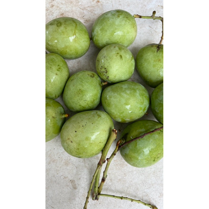 mangga epal fresh 1kg+- | Shopee Malaysia