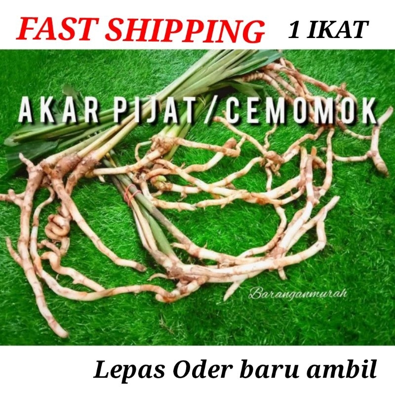 AKAR PIJAT/ CEMOMOK/KESING 1 ikat (KELANTAN) | Shopee Malaysia