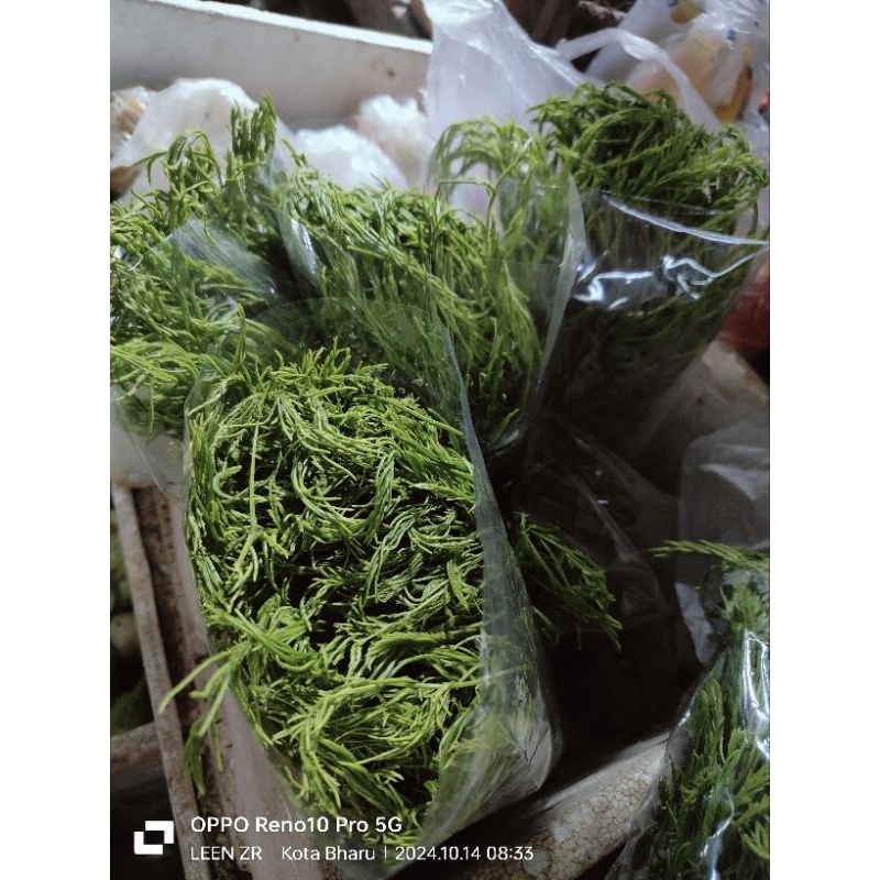 PUCUK PETAI MUDA/CHA OM/PUCUK PETAI SIAM 1 pek | Shopee Malaysia