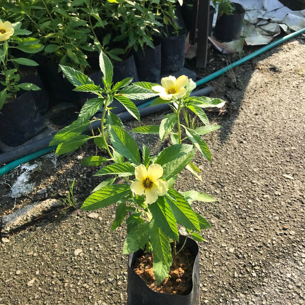 ANAK POKOK BUNGA TUNERA atau Bunga Pukul Lapan (Turnera ulmifolia L ...