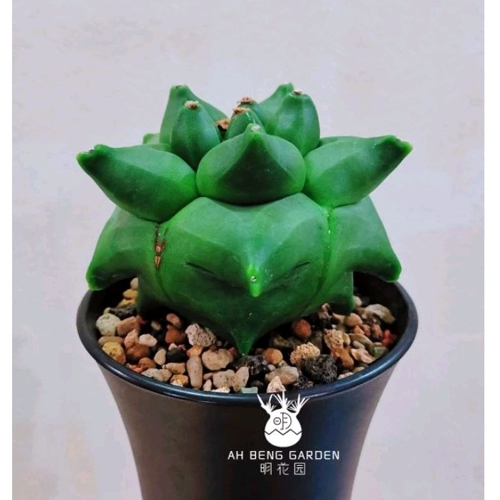 AH BENG GARDEN : Astrophytum Myriostigma Kikko | Shopee Malaysia