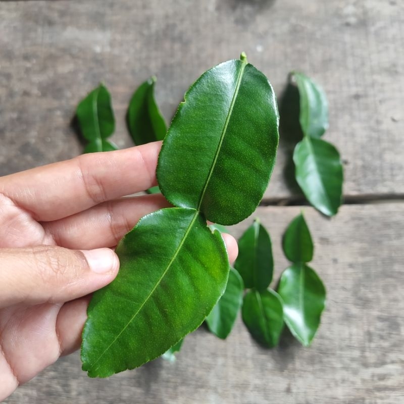 Daun Limau Purut Segar / Fresh Kaffir Lime Leaves (50 gm) | Shopee Malaysia