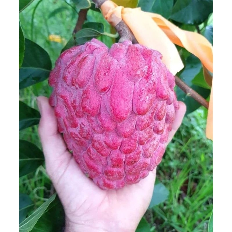 [PREMIUM] Taiwan Red Sugar Apple Seeds/Benih 10pcs 台湾红釋迦果种子10粒 | Shopee ...