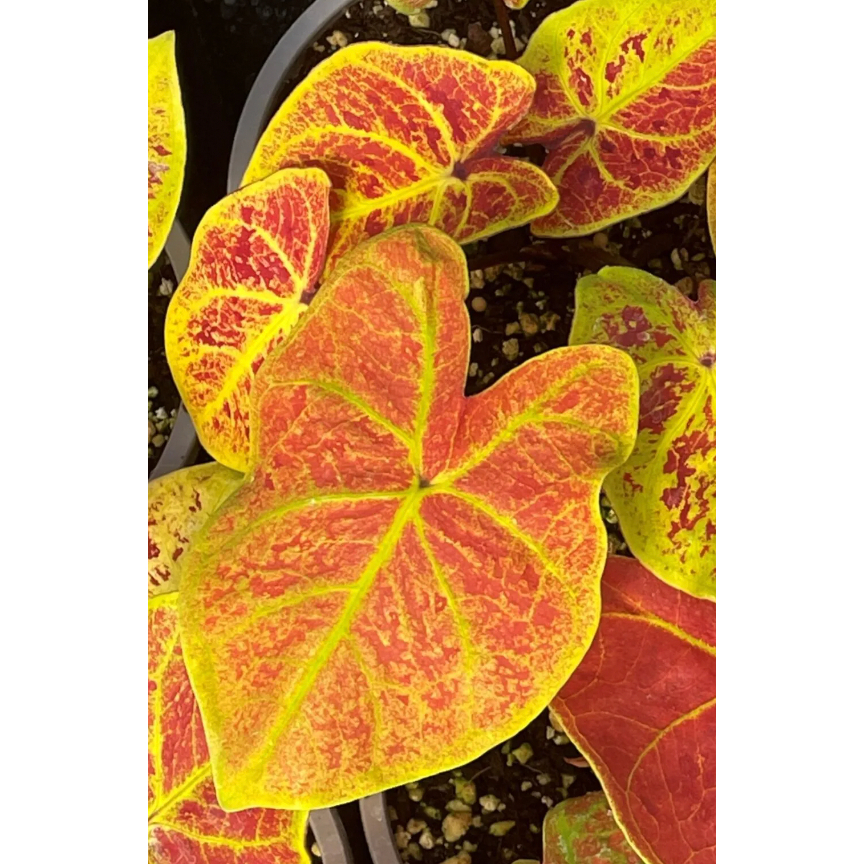 Biji Benih Keladi Oren Caladium Orange Spider Seed - 5 Seed | Shopee ...