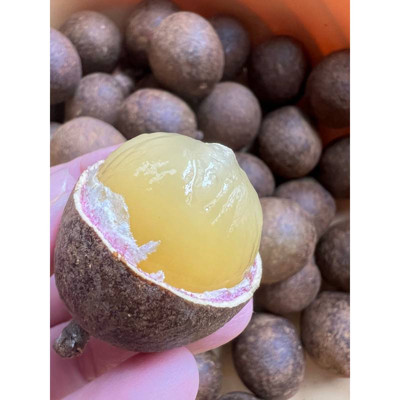 POKOK BUAH MATOA HYBRID/LONGAN BRAZIL(buah 3 rasa laici+longan+rambutan ...