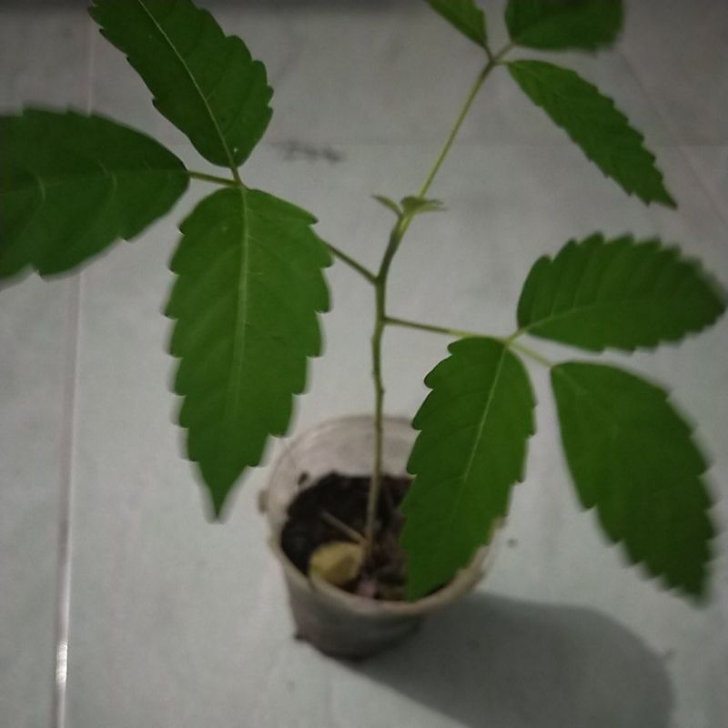 1 anak pokok Melada pahit saiz kecil | Shopee Malaysia