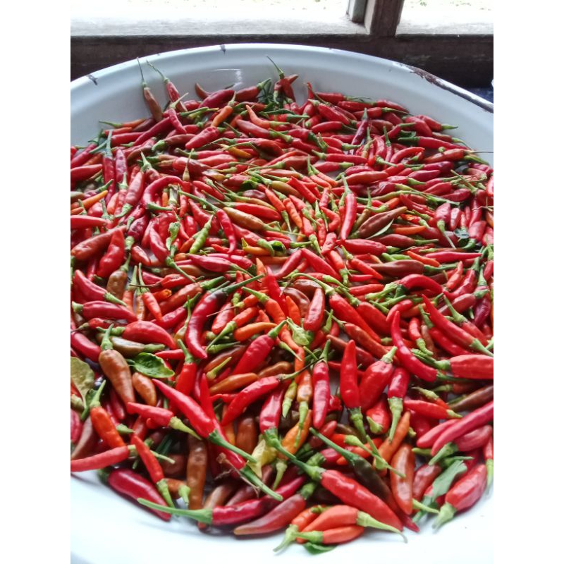 cili kampung segar pedas | Shopee Malaysia